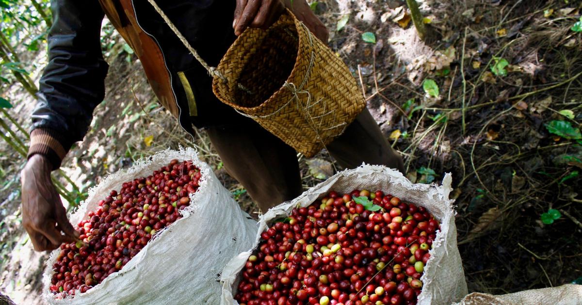 New ACIAR Project Boosts Timor-Leste Coffee Industry | Mirage News