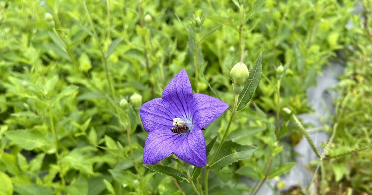 Building sustainable pathways for Vietnam’s medicinal plant sector ...