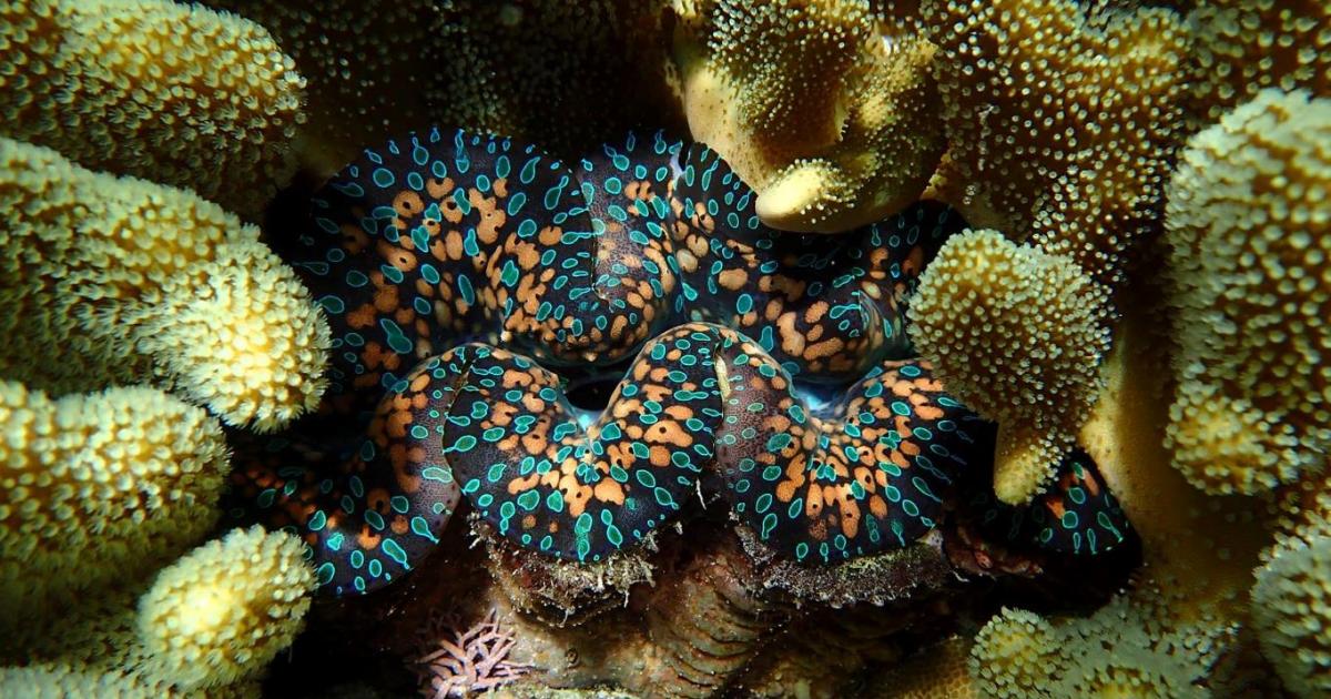 Advancing giant clam science | ACIAR