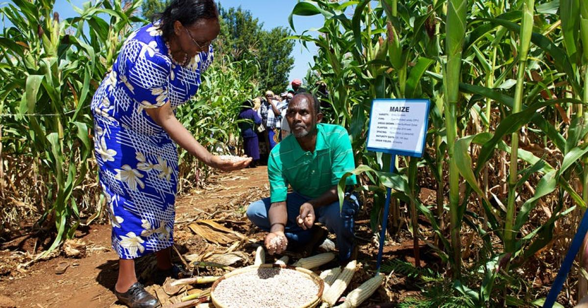Sustainable intensification of maize-legume cropping systems for food ...