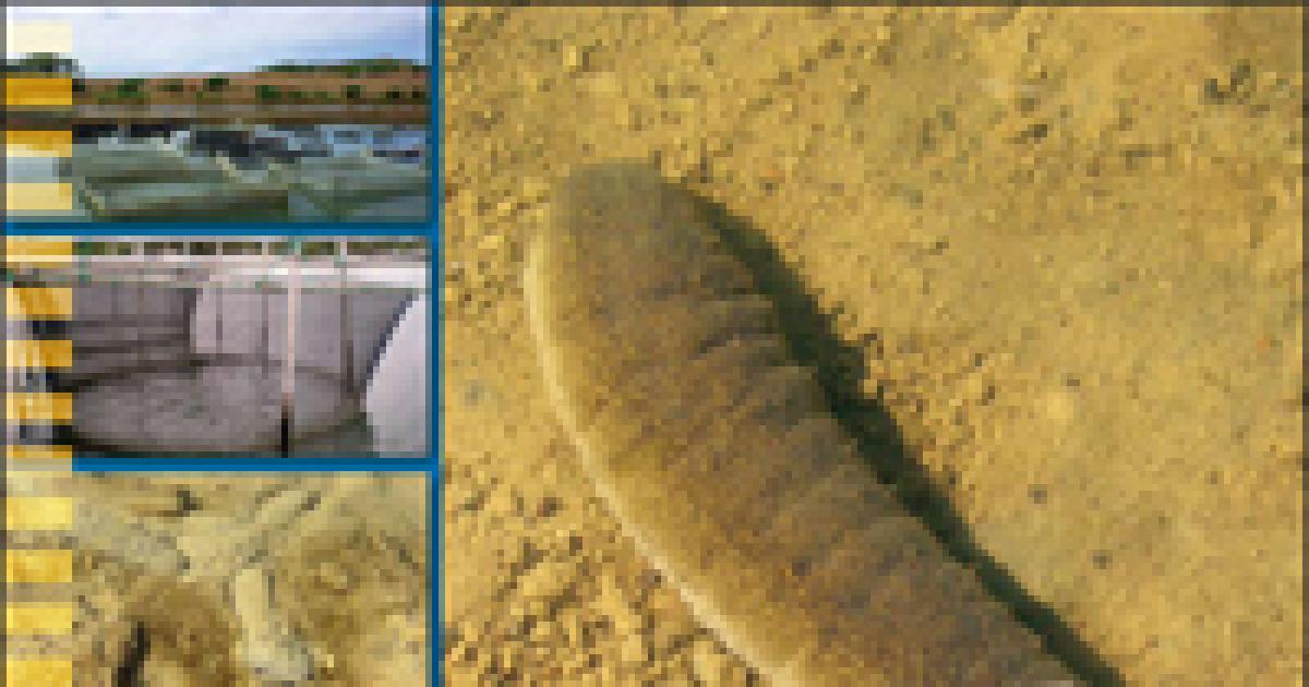 Sandfish hatchery techniques | ACIAR