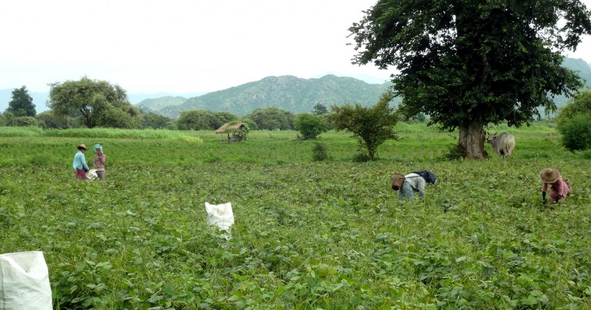 Improved mungbean harvesting and seed production systems for Bangladesh ...