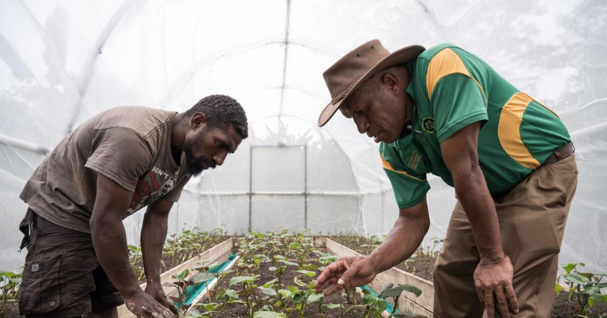 Integrated crop management strategies for root and tuber crops ...