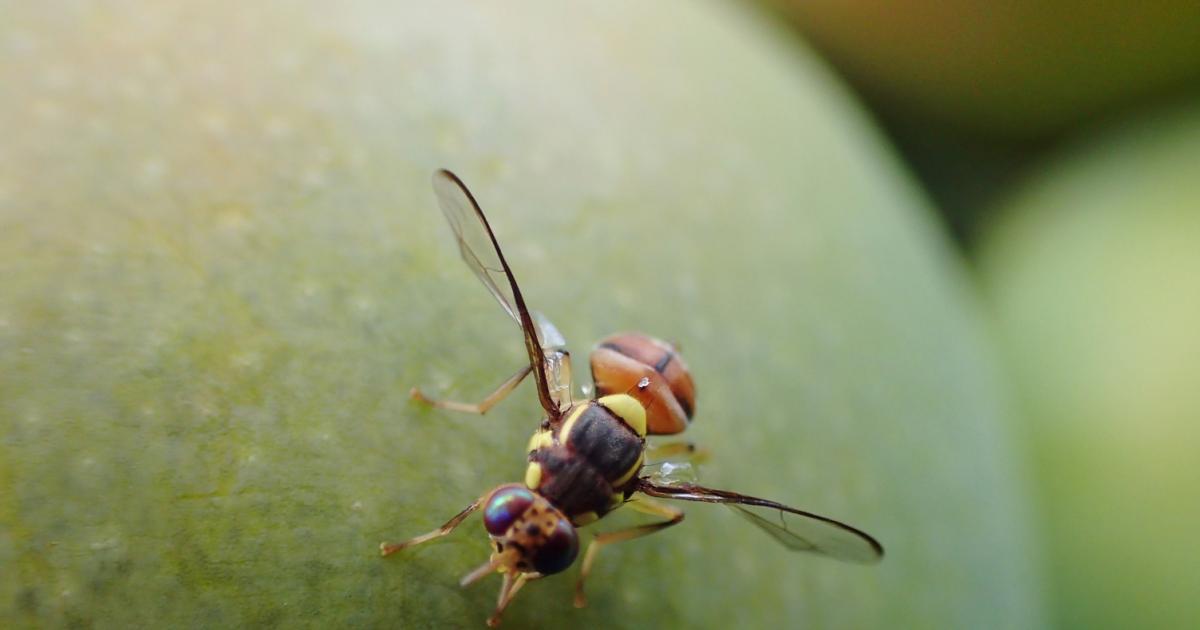 Development of area-wide management approaches for fruit flies in mango ...