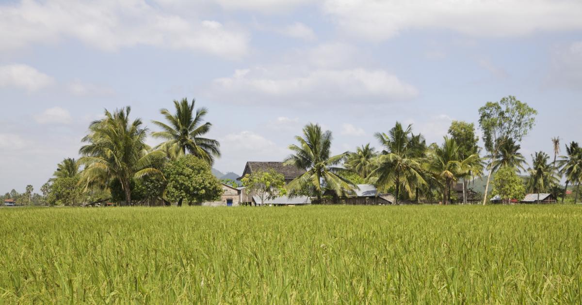 Sustainable intensification and diversification in the lowland rice ...