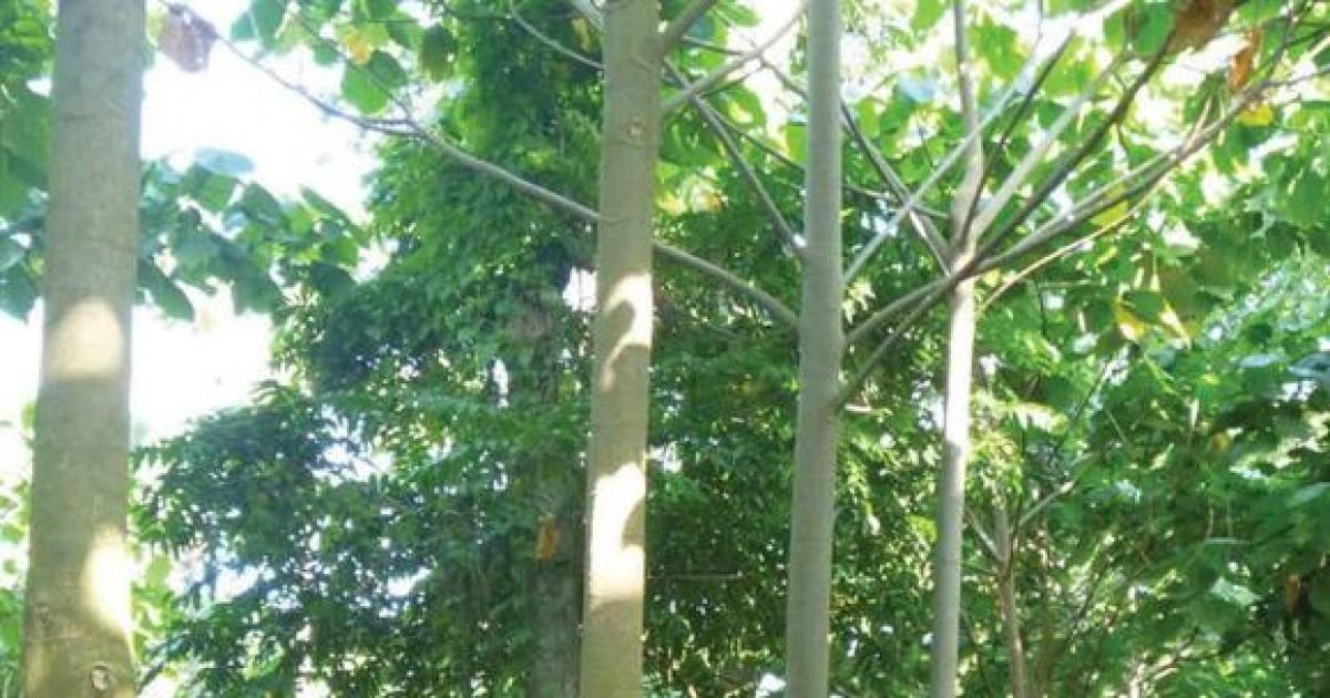 Improving and conserving whitewood in Vanuatu | ACIAR