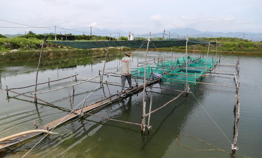 Supporting grouper farming smallholders in Vietnam to improve their SME ...